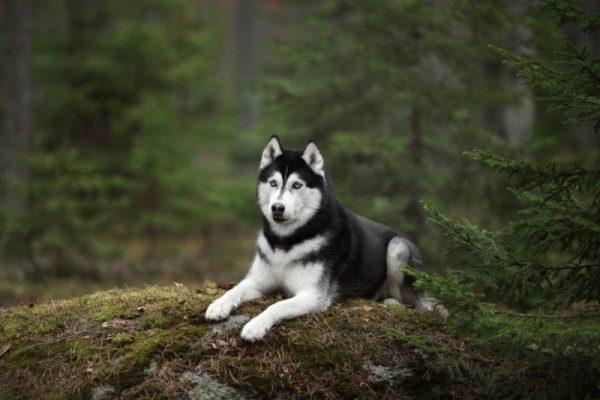 10 Interesting Siberian Husky Facts: Understanding the Breed – Dogster