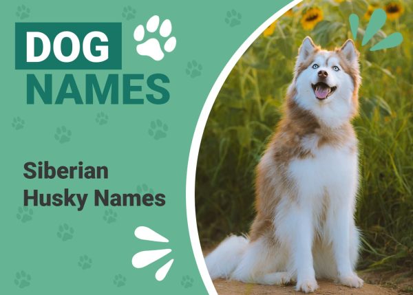 251 Popular & Unique Siberian Husky Names – Dogster