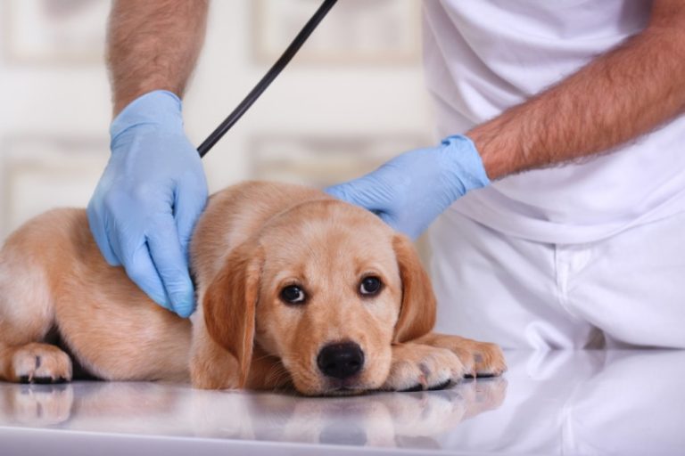 Cryptorchidism (Retained Testicles) in Dogs: Vet-Verified Signs, Causes ...