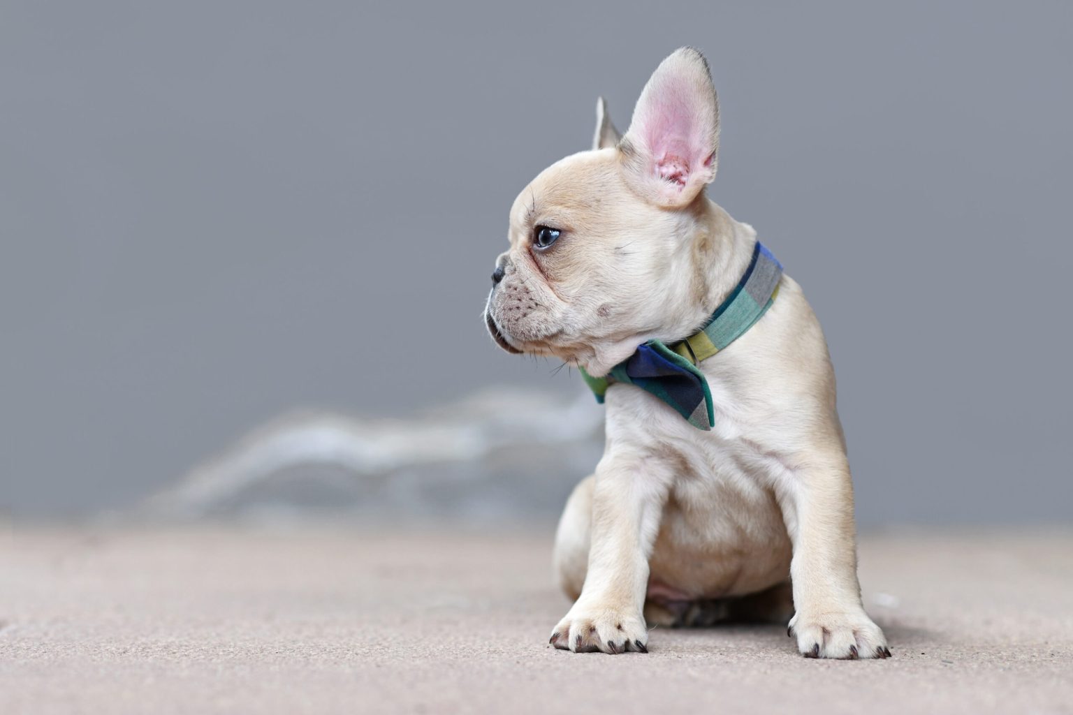Platinum French Bulldog: Info, Pictures, Origin & History – Dogster