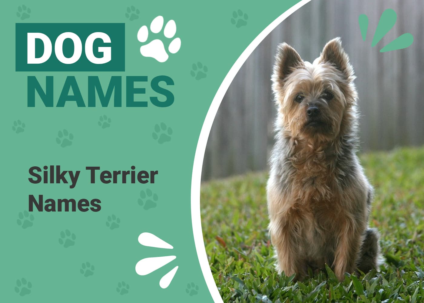 160 Popular & Unique Silky Terrier Names – Dogster