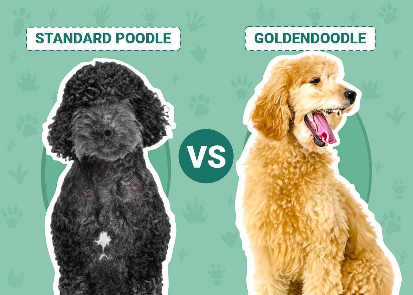 Standard Poodle vs Goldendoodle: The Differences (With Pictures) – Dogster