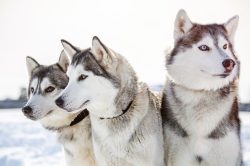 10 Beautiful Types of Husky Breeds (With Info & Pictures) – Dogster