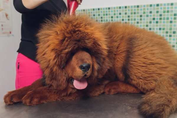 Tibetan Mastiff: Dog Breed Info, Pictures, Care & Traits – Dogster