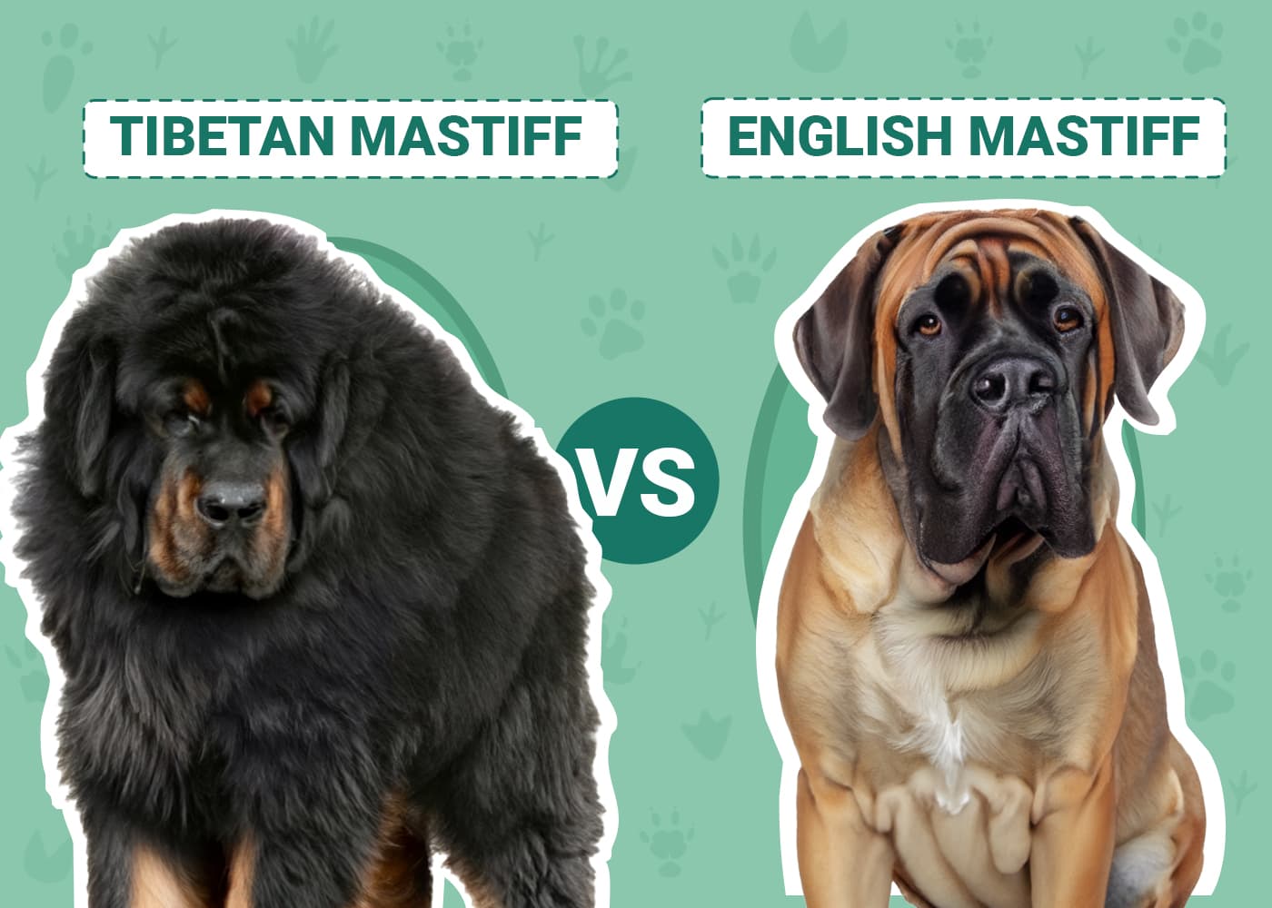Tibetan Mastiff vs English Mastiff: The Key Differences (With Pictures ...