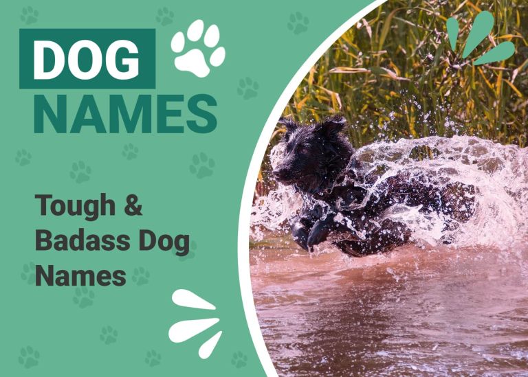 100+ Tough & Badass Dog Names: Popular Options for Your Protector – Dogster