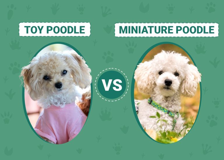 Toy Poodle vs Miniature Poodle: The Differences (With Pictures) – Dogster