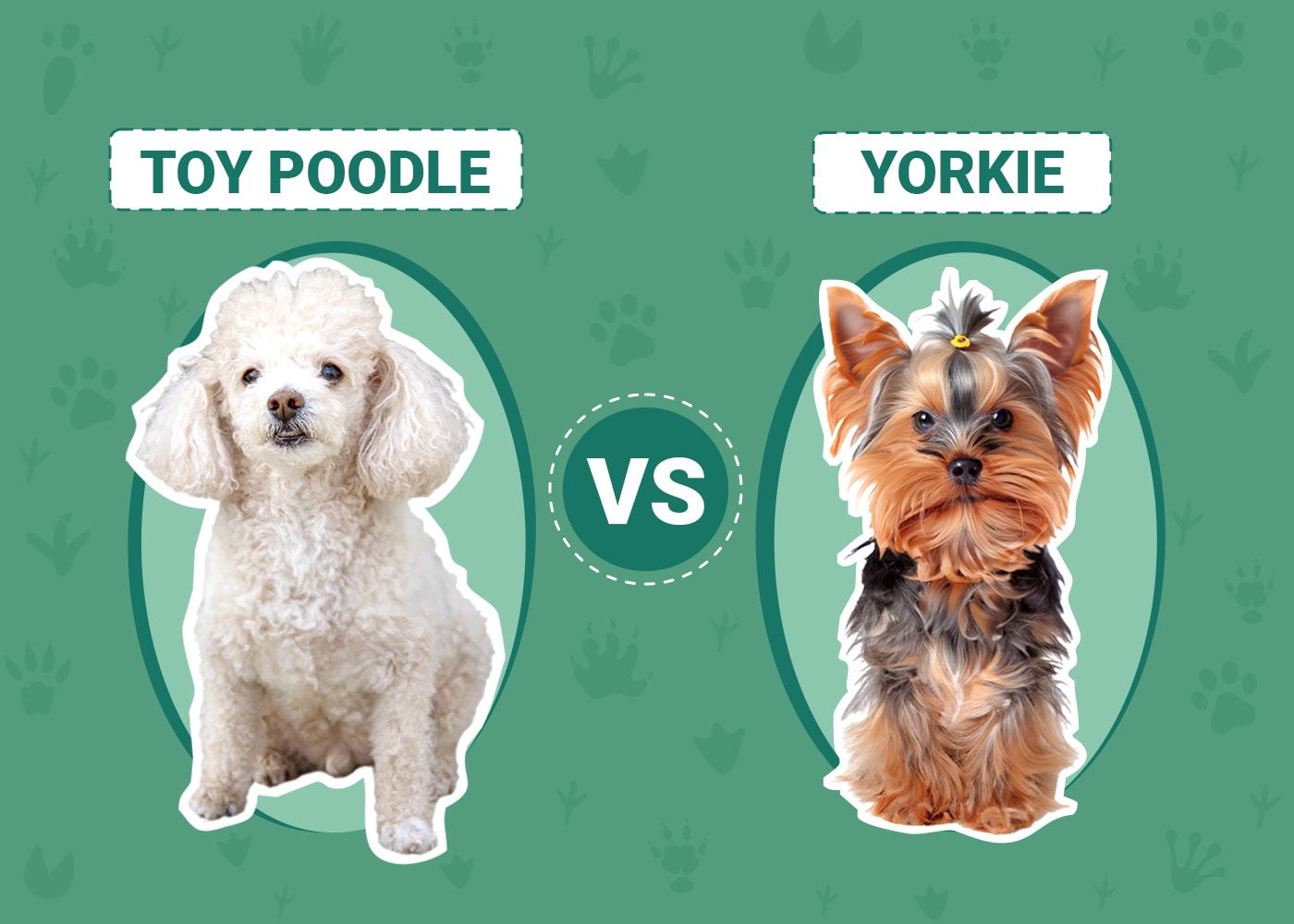 Toy Poodle vs. Yorkie: The Differences (With Pictures) – Dogster