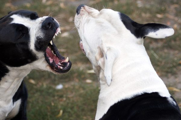How to Stop Dogs From Fighting in the Same Household: 4 Vet-Approved ...