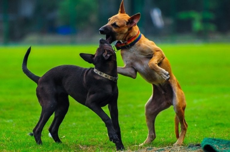 National Dog Fighting Awareness Day 2026: When It Is & How It's ...