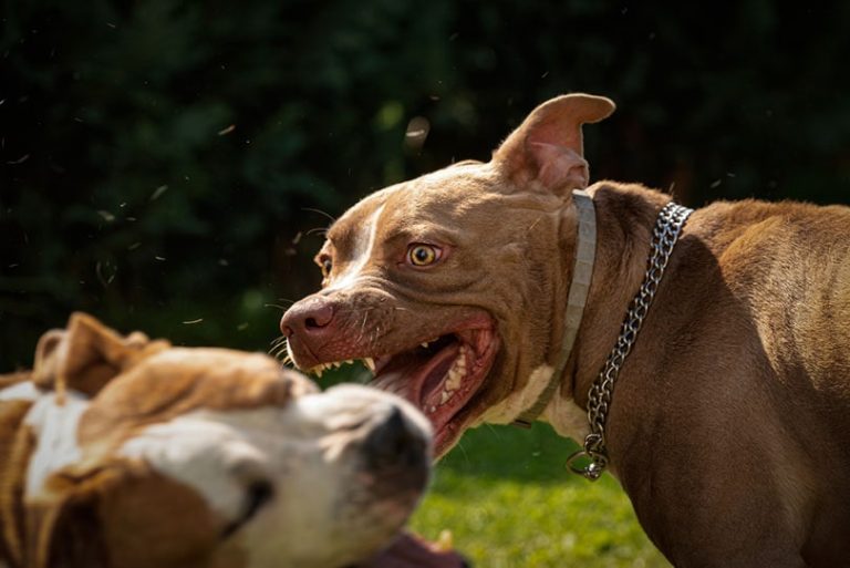 How to Stop Dogs From Fighting in the Same Household: 4 Vet-Approved ...