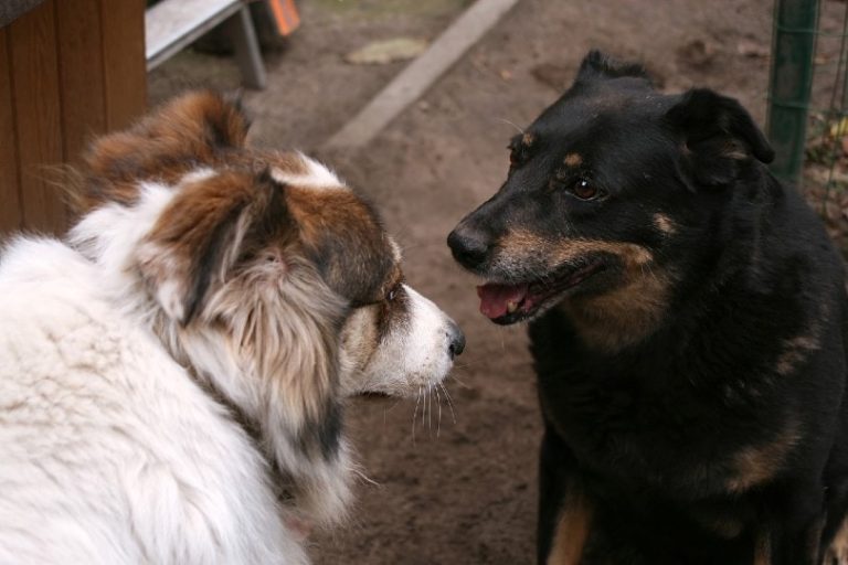 How Do Dogs Communicate With Each Other? 3 Categories of Communication ...