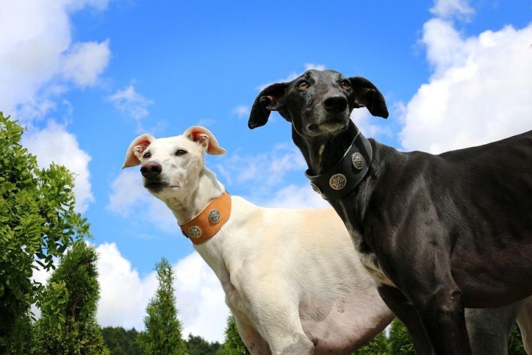 8 Types of Greyhound Dog Breeds (With Info & Pictures) – Dogster