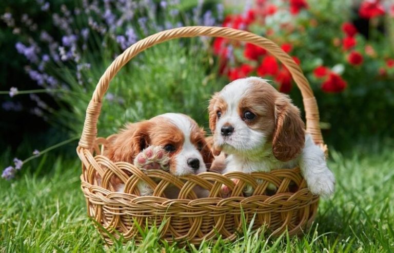 Teacup Cavalier King Charles Spaniel: Info, Pictures, Care & More – Dogster