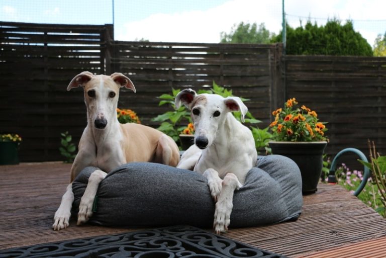 Sighthounds: Breeds, Jobs & Facts (With Info & Pictures) – Dogster