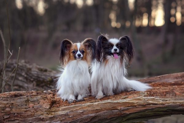 Papillon Pros & Cons: 11 Facts You Need to Know – Dogster