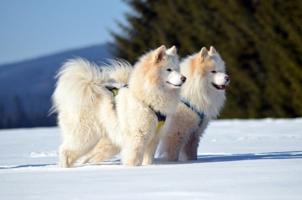 15 Snow Dog Breeds That Love Wintery Weather: Info, Pictures & Facts ...