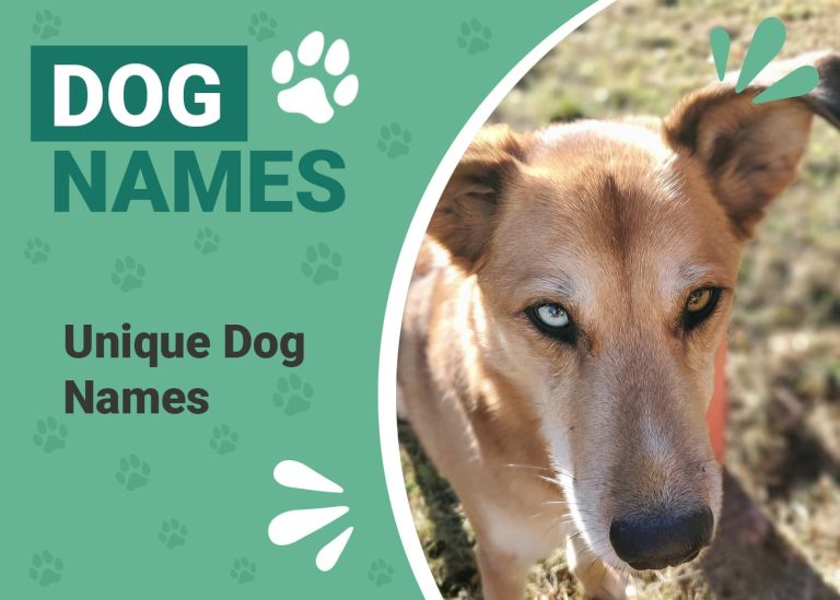 200+ Unique Dog Names With Meanings: Strong & Different Ideas – Dogster