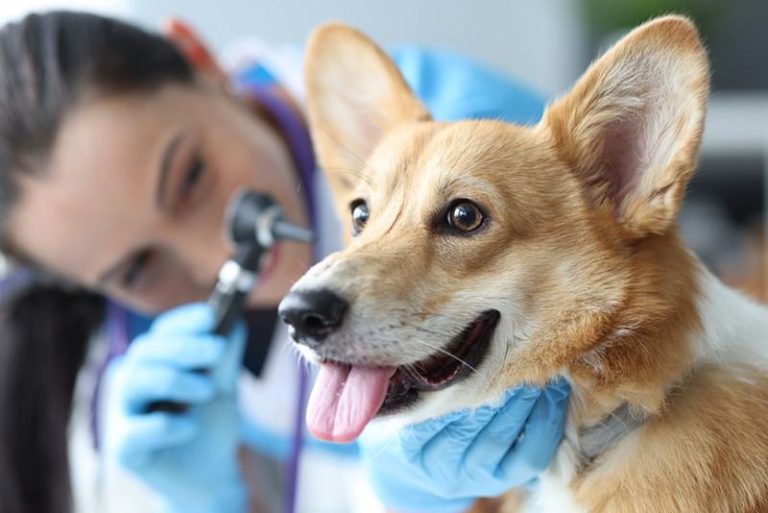 Dry Skin on Dog Ears: Causes, Care Guide & FAQ (Vet Answer) – Dogster