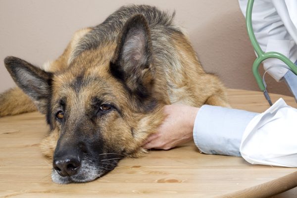 Neurological Disorders in Dogs: 11 Vet-Explained Signs – Dogster