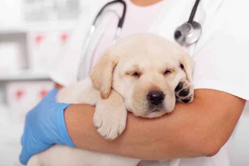 Do You Have a Scared Puppy? 6 Vet-Approved Tips on How to Help Them ...
