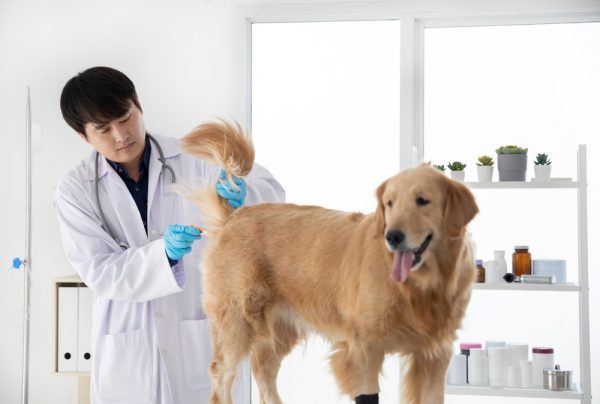 When to Take Your Dog to an Emergency Vet: Vet-Approved Advice – Dogster