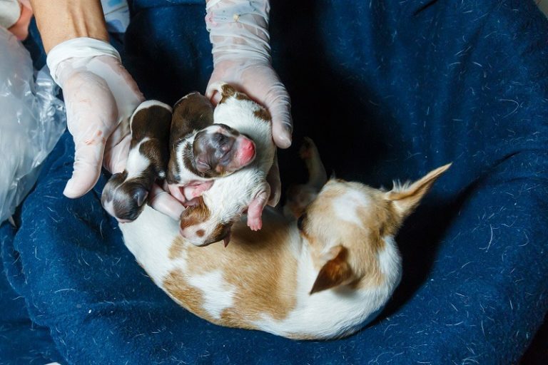 Caesarean Sections in Dogs: Vet Approved Info & Care Tips – Dogster