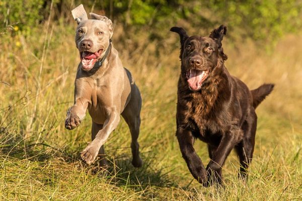 How to Train Two Dogs at Once: 6 Vet Approved Tips for a Multi-Dog ...
