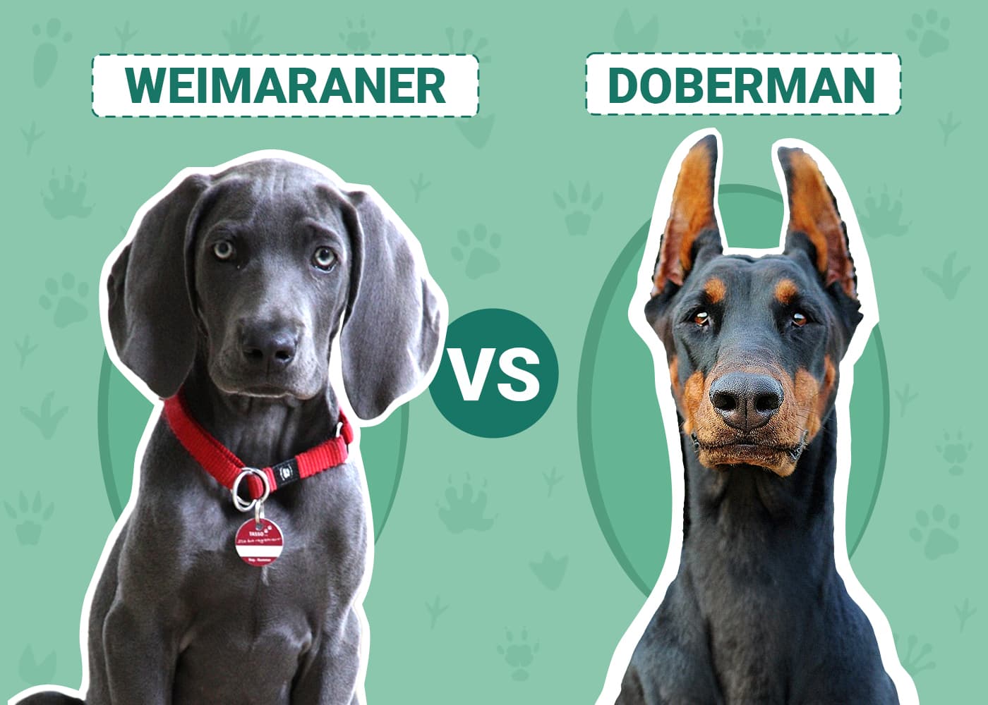 Weimaraner vs. Doberman: Key Differences (With Pictures) – Dogster
