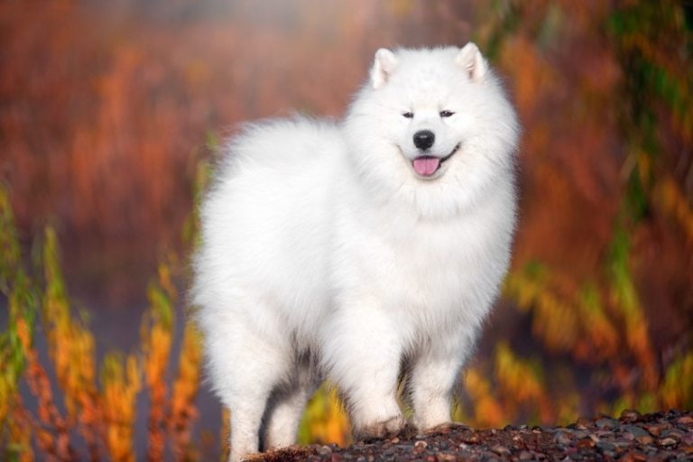 4 Amazing Samoyed Colors (With Pictures) – Dogster
