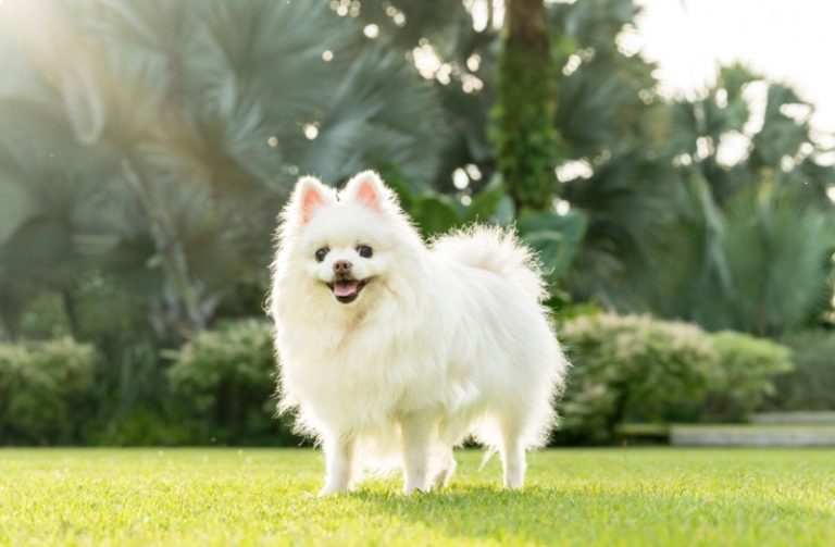14 Small White Dog Breeds - Info, Pictures & History – Dogster