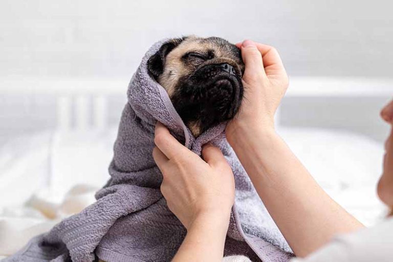 How to Groom a Pug: 14 Vet-Approved Tips & Tricks – Dogster