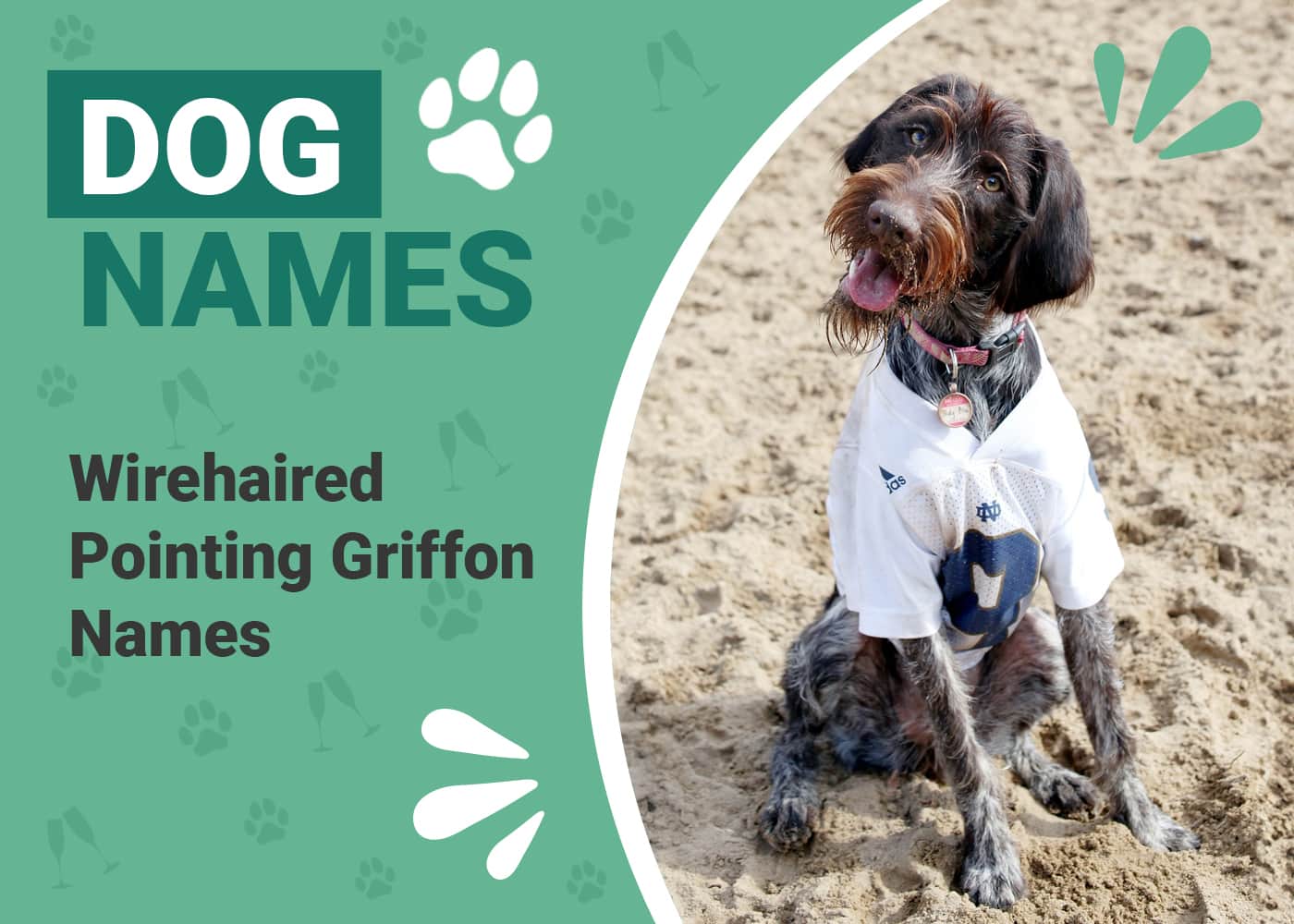 200+ Popular & Unique Wirehaired Pointing Griffon Names – Dogster