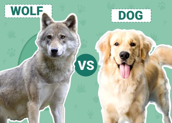 Wolf vs Dog: Differences Explained (With Pictures) – Dogster