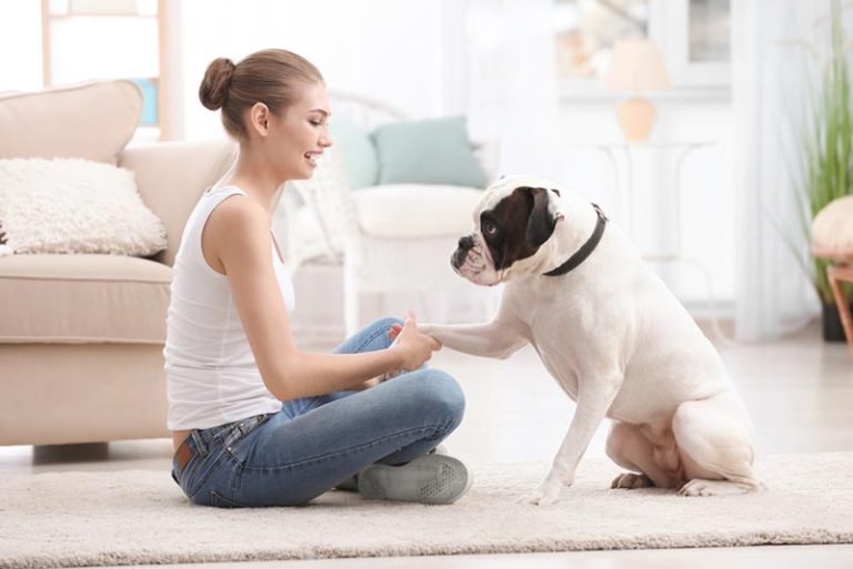 How to Make Your Home Dog-Friendly: 12 Vet-Approved Tips – Dogster