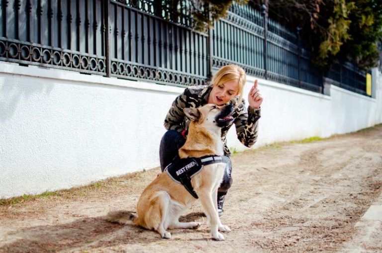 Alpha Dog Training: 11 Vet-Approved Tips – Dogster
