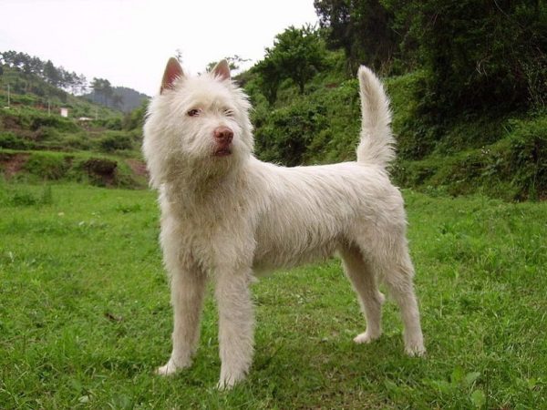 8 Chinese Dog Breeds (With Info & Pictures) – Dogster