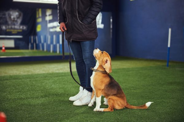 Dog Training for Beginners: 9 Vet-Approved Tips – Dogster
