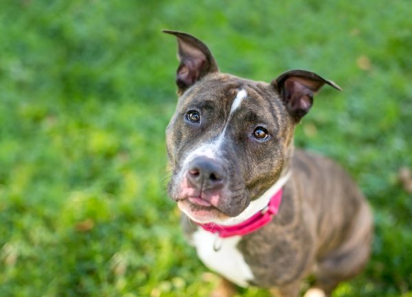 13 Amazing Pit Bull Colors & Patterns (With Info & Pictures) – Dogster