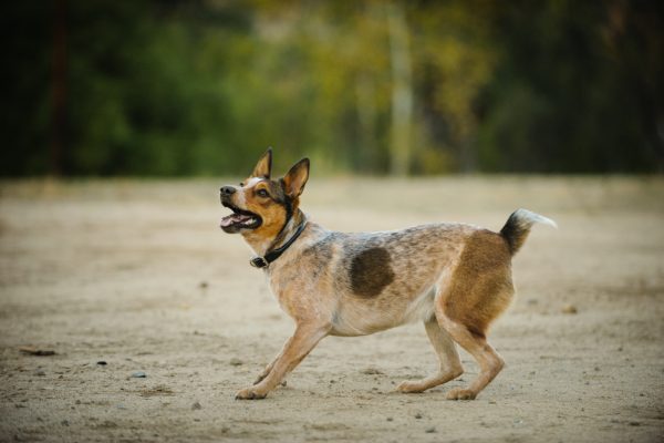 Australian Stumpy Tail Cattle Dog Breed: Info, Pictures, Facts & Traits ...