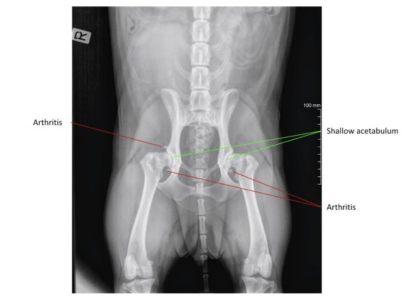 Bailey’s Bionic Hips: Dr. Karyn on Dog Hip Replacement Surgery ...
