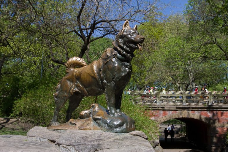 Whatever Happened to the Real Balto, Hero of the Alaskan Serum Run ...