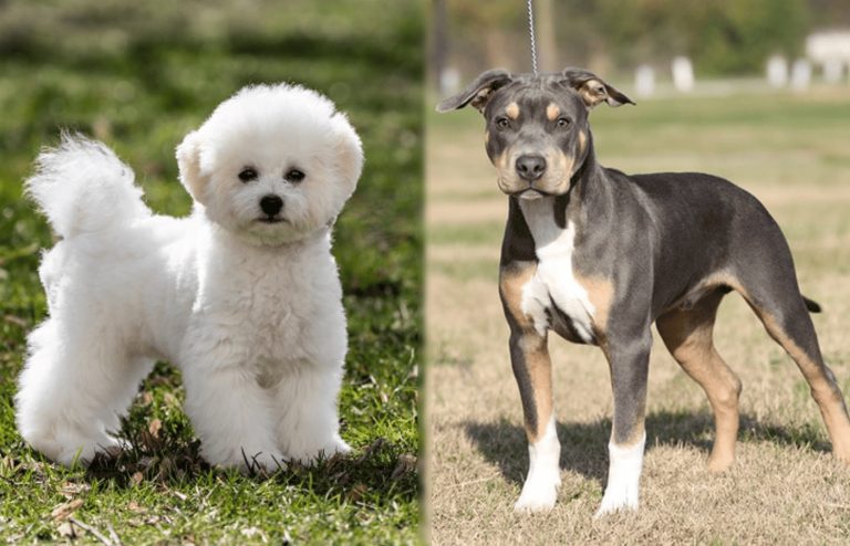 Bichon Pitbull Mix Breed: Info, Pictures, Temperament & More – Dogster