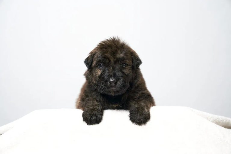 Bouvier des Flandres Dog Breed: Info, Pictures, Origin & More – Dogster