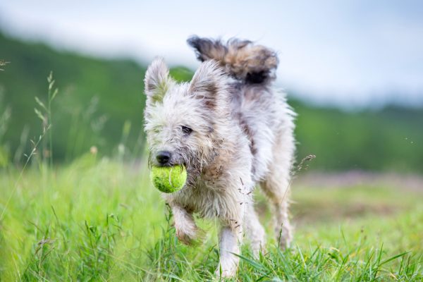 Pumi Dog Breed: Info, Pictures, Facts & Traits – Dogster