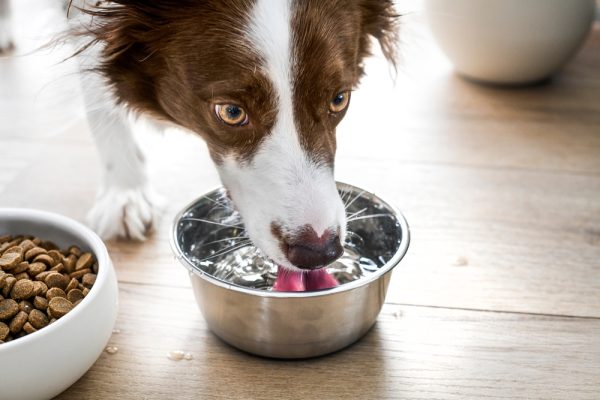 How to Get a Dog to Drink More Water: 11 Vet-Reviewed Tips – Dogster