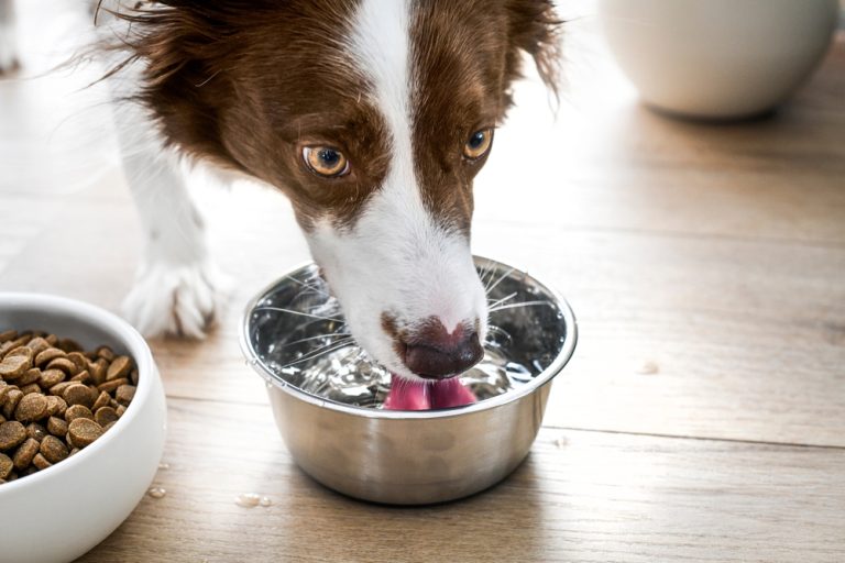 How Do Dogs Drink Water? Vet Reviewed Methods & Hydration Tips – Dogster