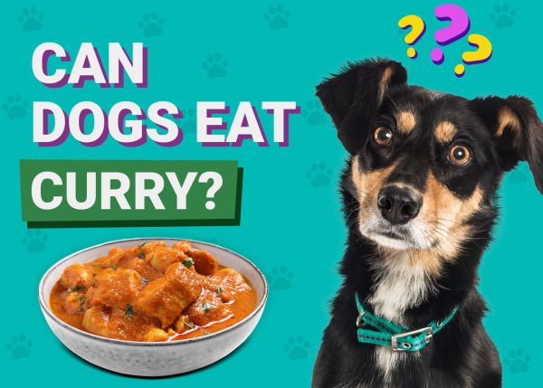Can Dogs Eat Curry? Vet-Verified Facts & FAQ – Dogster