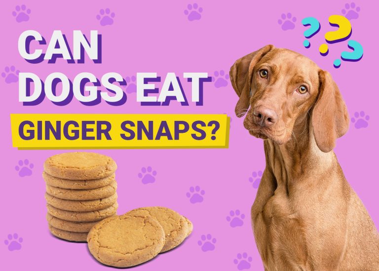 Can Dogs Eat Ginger Snaps? Vet-Verified Facts & Explanation – Dogster