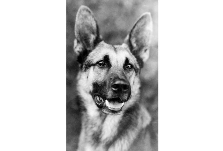 Famous Dog Actors In Hollywood: Facts & FAQ – Dogster